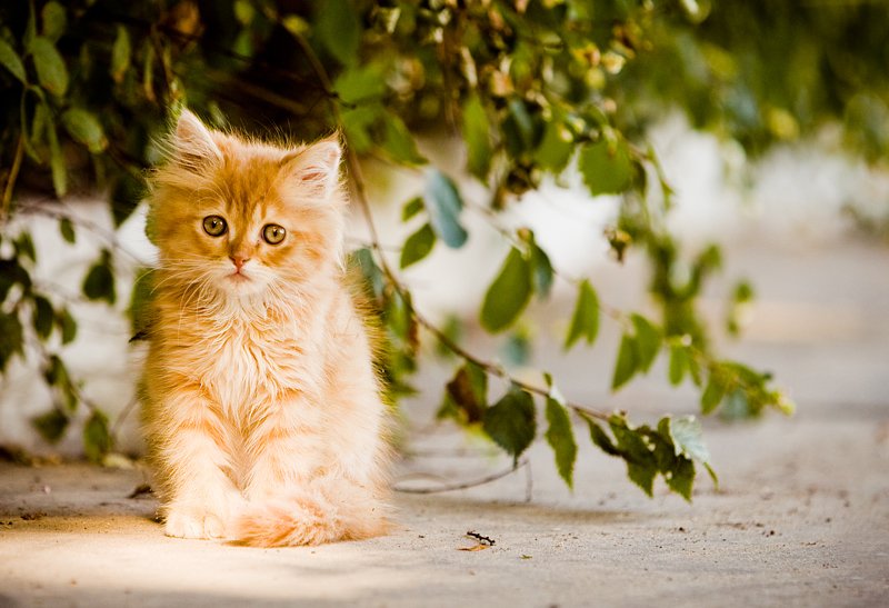 Curious Orange Kitten Exploring Nature's Greenery