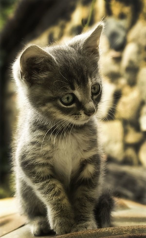 Curious Kitten: The Gentle Wonder of Nature