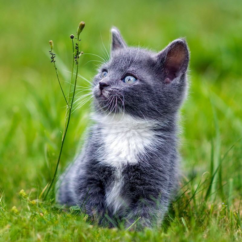 Download Animal Cat Image