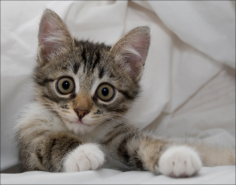 Download Animal Cat Image