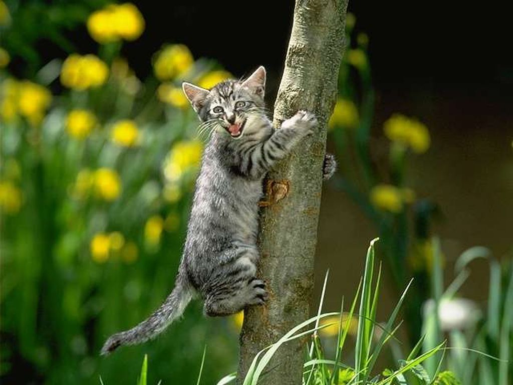 Playful Kitten in a Flower-Filled Garden