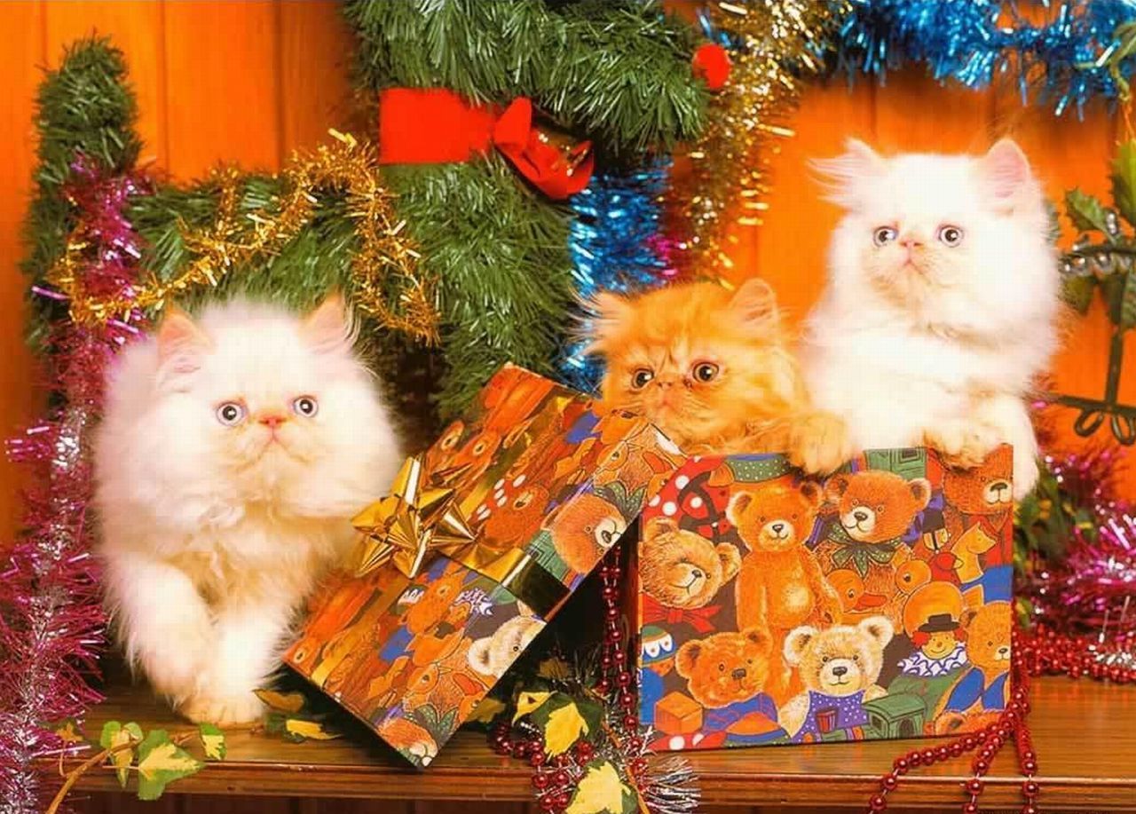 Festive Feline Friends