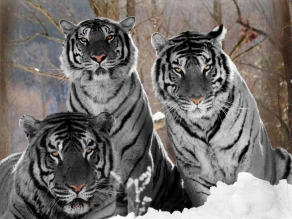 Majestic White Tigers in Winter