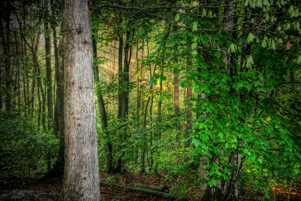 Download Nature Forest Image