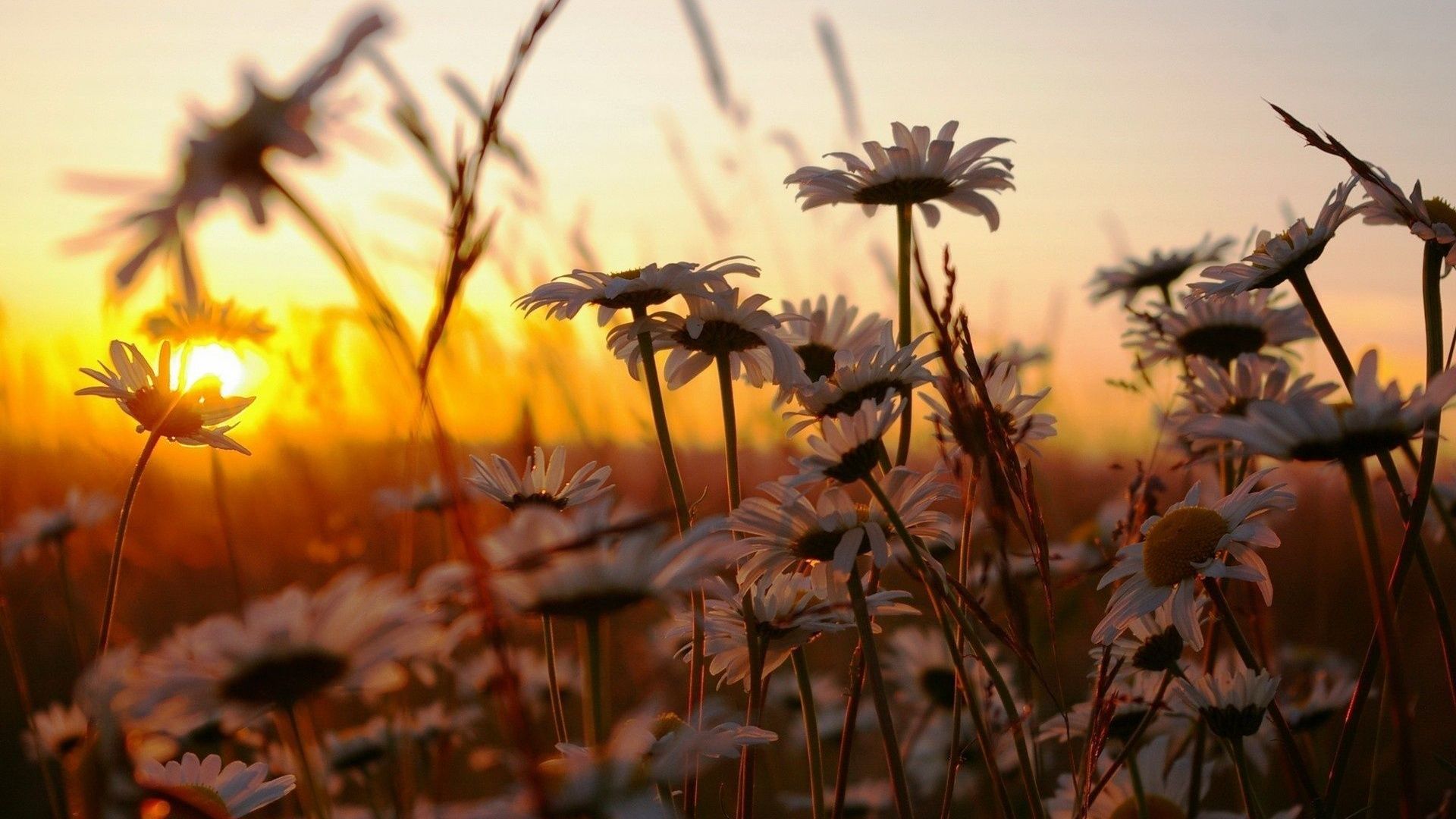 Sunset Daisies - Image Abyss
