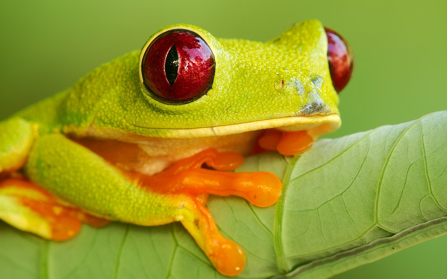 Vibrant Red-Eyed Tree Frog Perched on Leaf