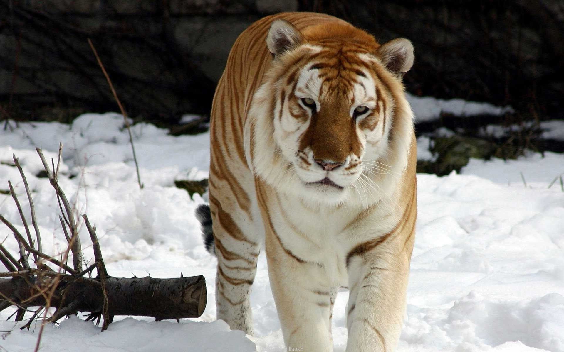 Majestic Tiger in Winter Wonderland
