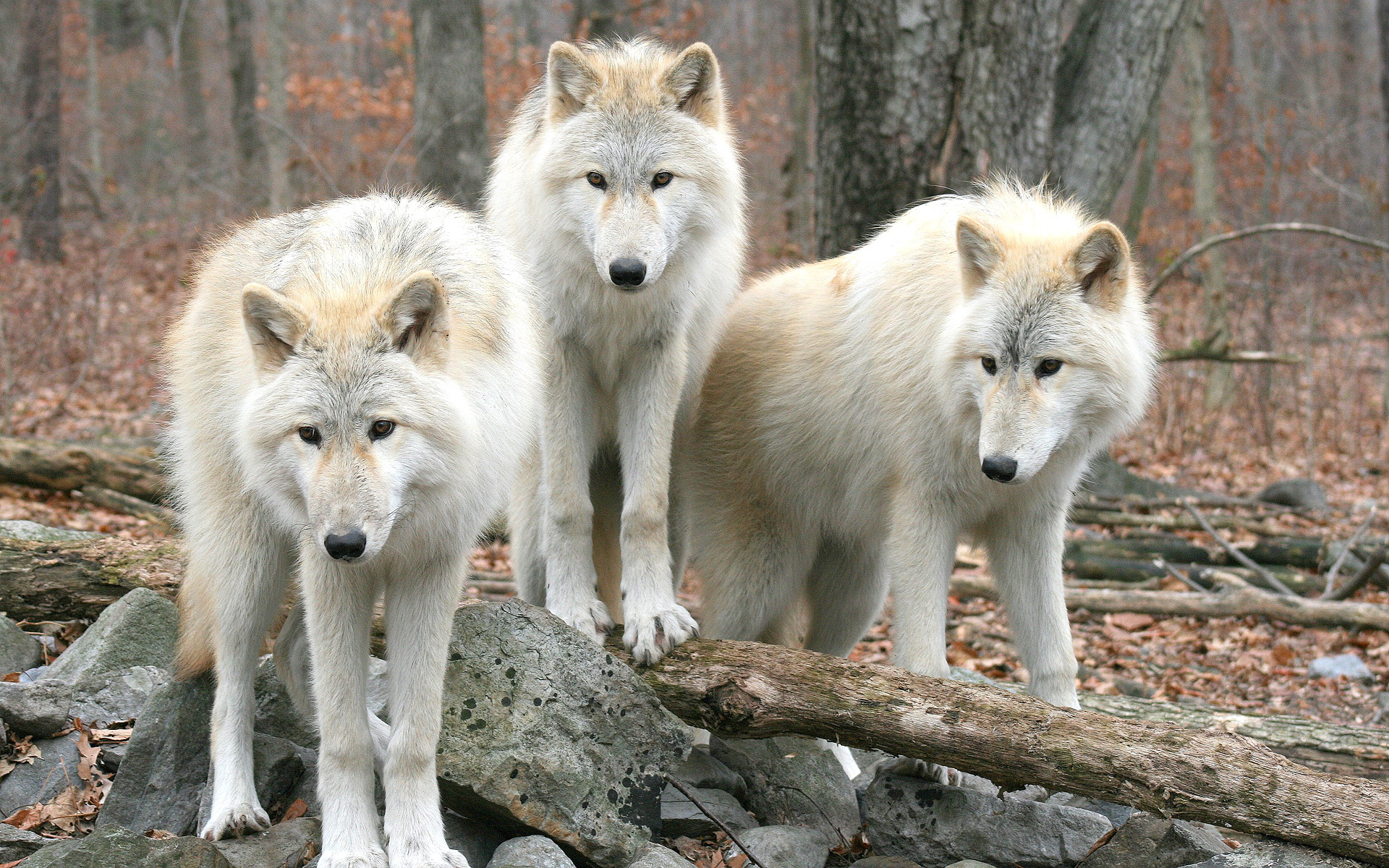 Download Animal Wolf Image