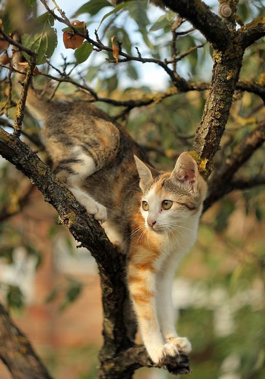 Cat Picture - Image Abyss