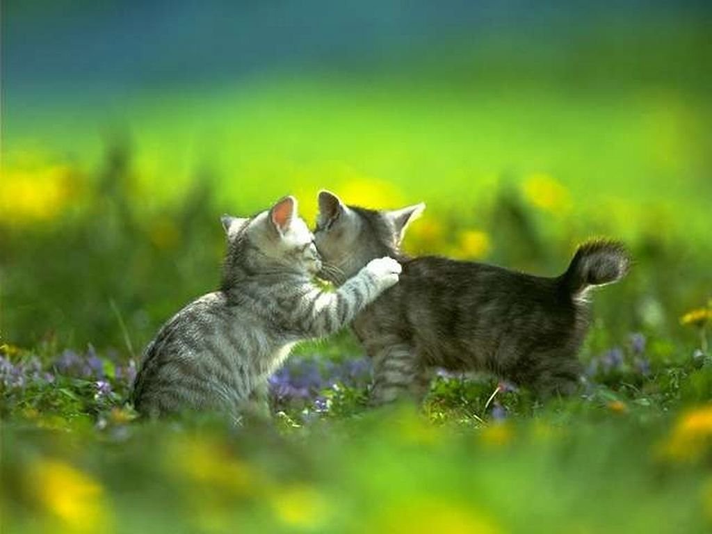 Playful Kittens in a Colorful Field