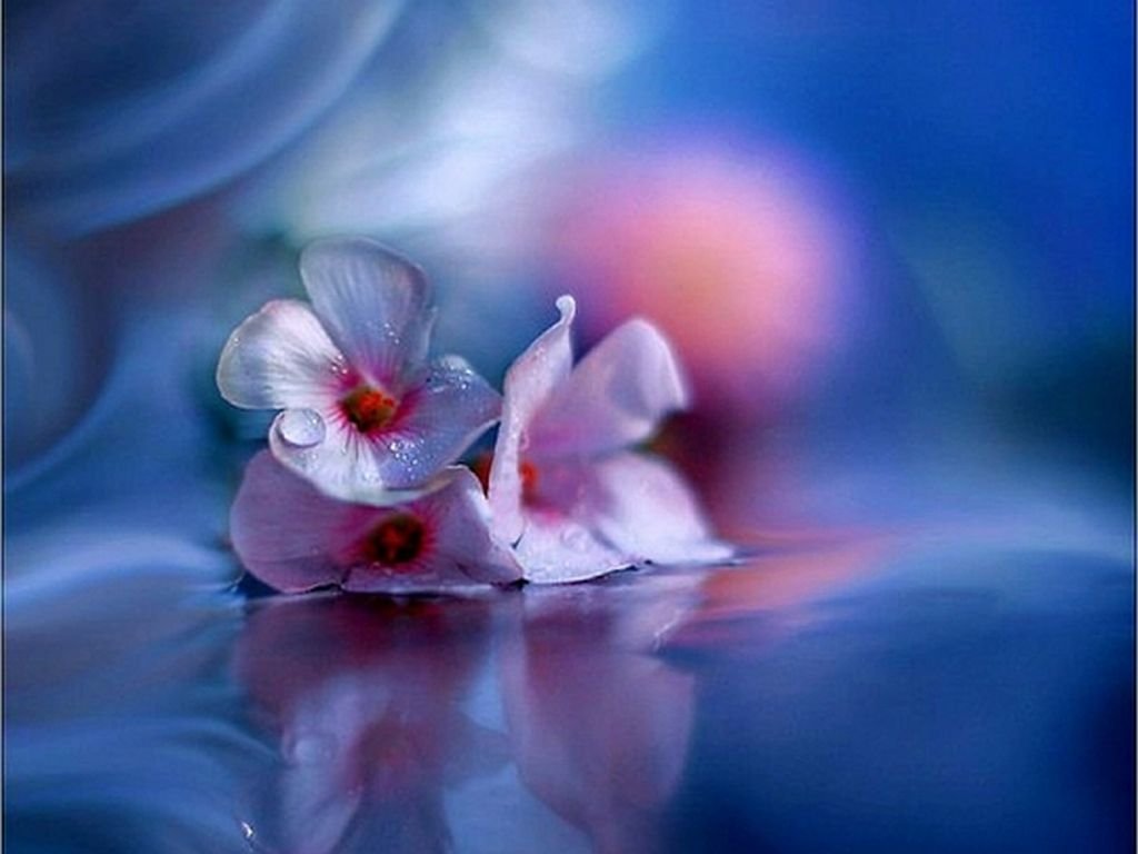 Delicate Blooms: Nature's Dew-Kissed Flowers