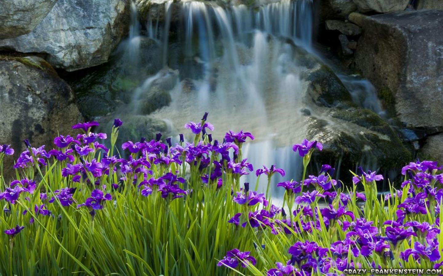 Iris - Desktop Wallpapers, Phone Wallpaper, PFP, Gifs, and More!