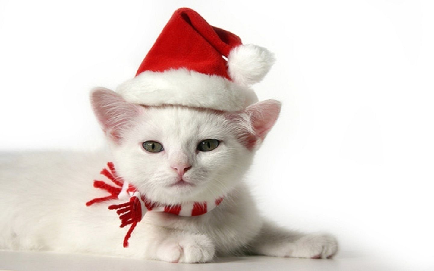 Festive Feline: A Cat in Holiday Spirit