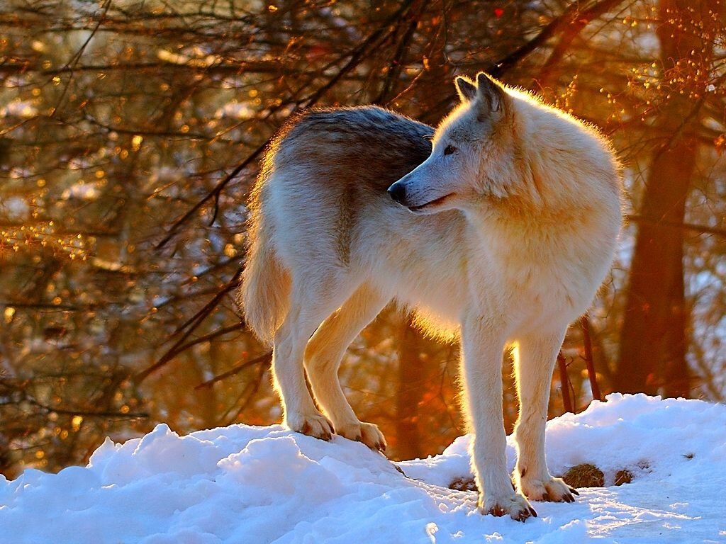 Lobo Image - ID: 265213 - Image Abyss