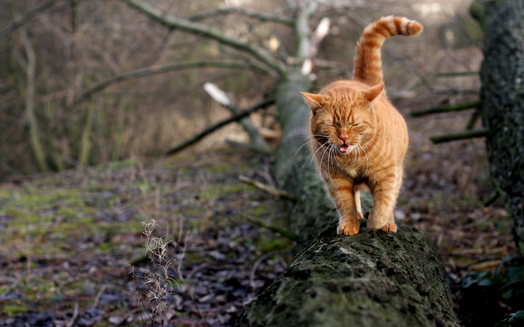 Adventurous Cat on a Log