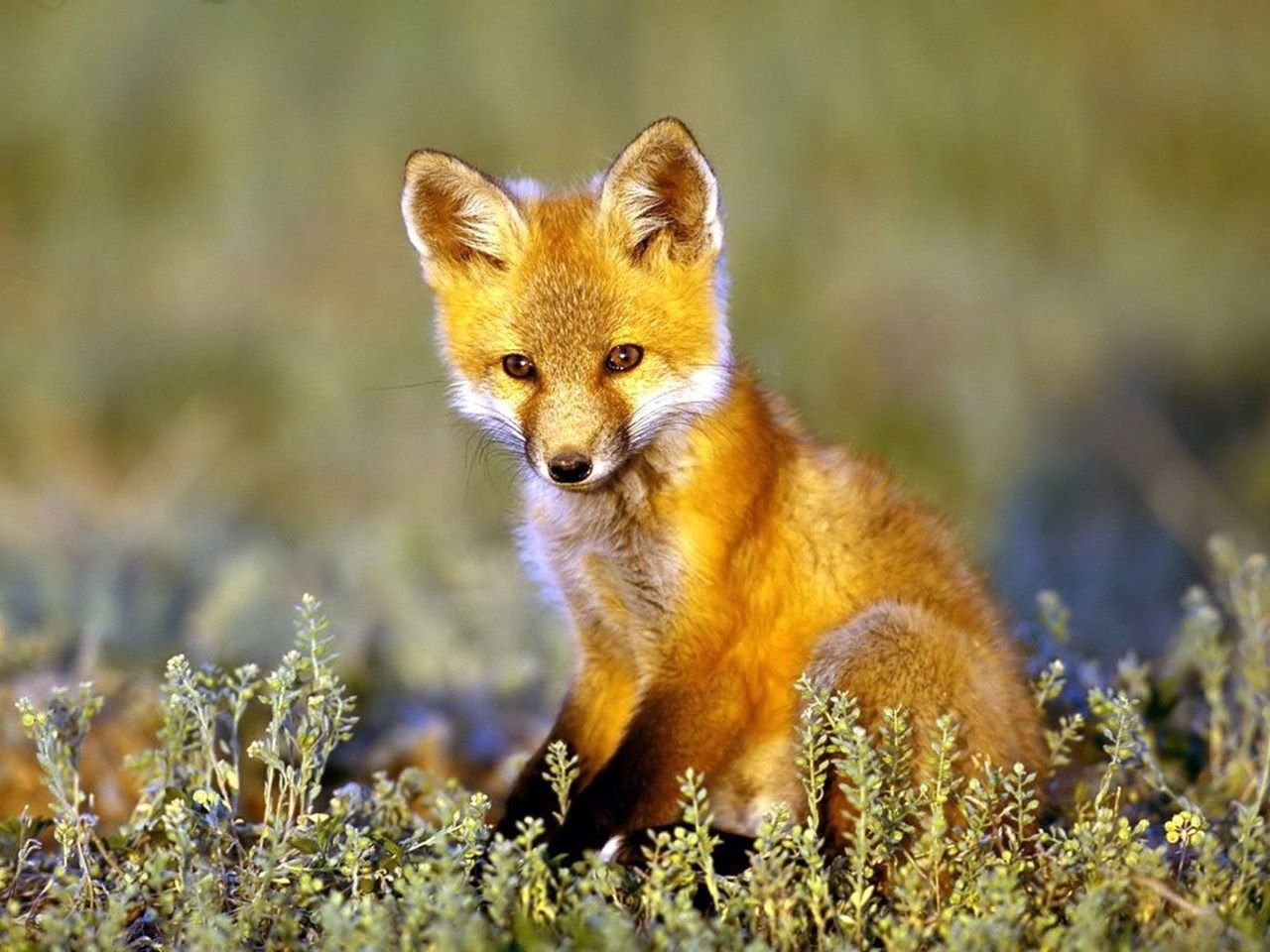 Charming Fox in Nature