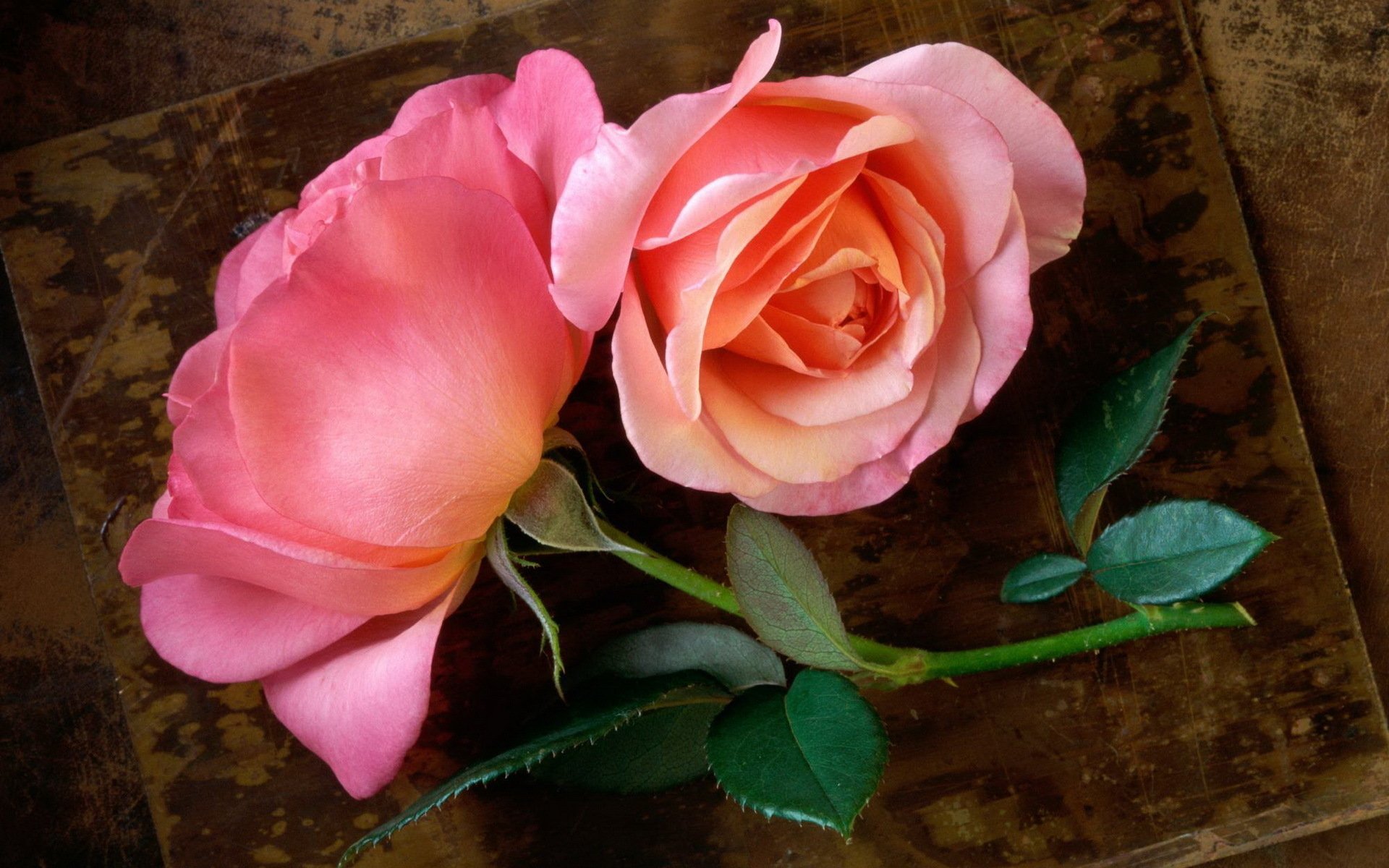 Embracing Nature's Beauty: A Pair of Roses