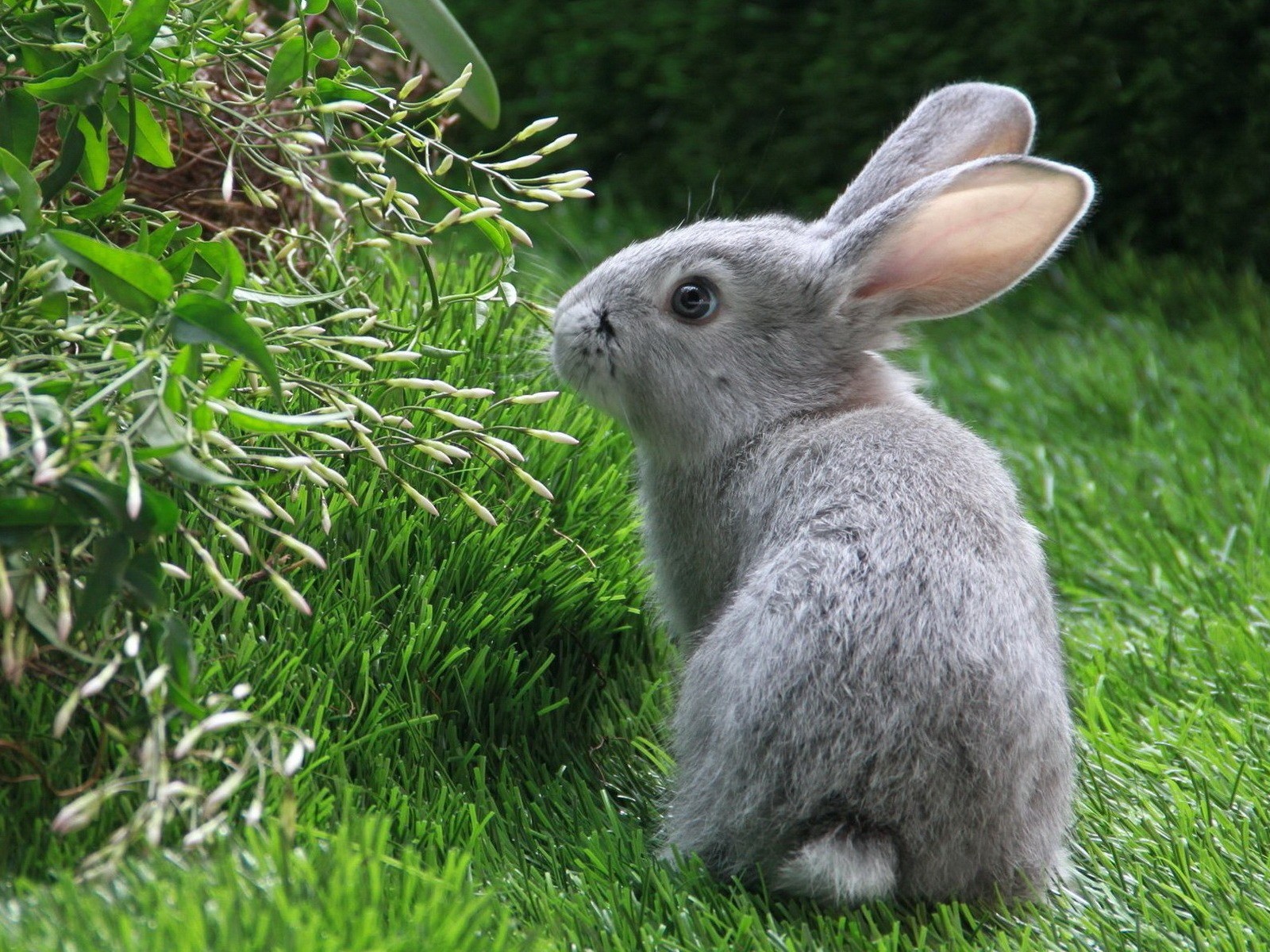 Charming Grey Rabbit in a Lush Green Garden