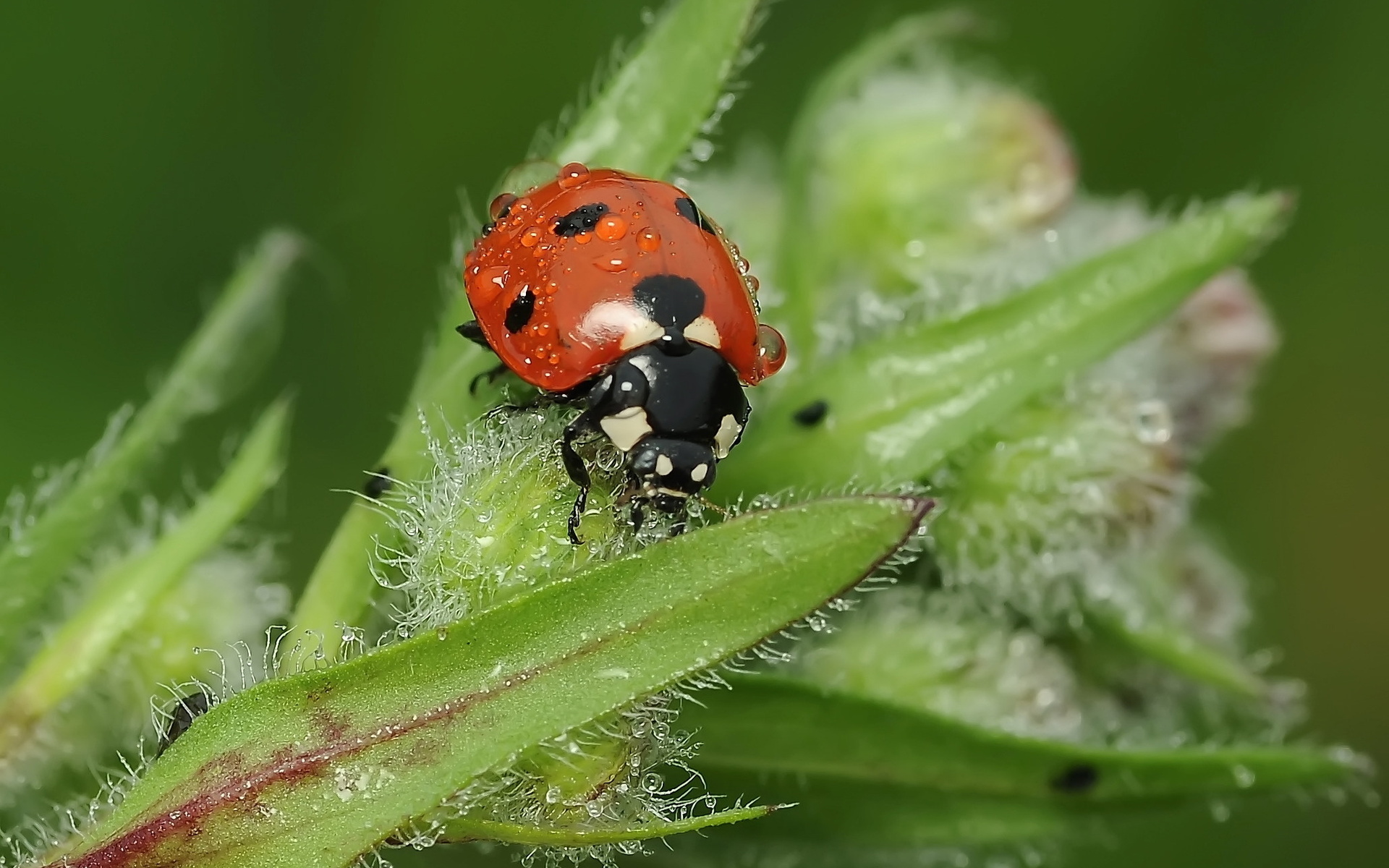 Download Animal Ladybug Image