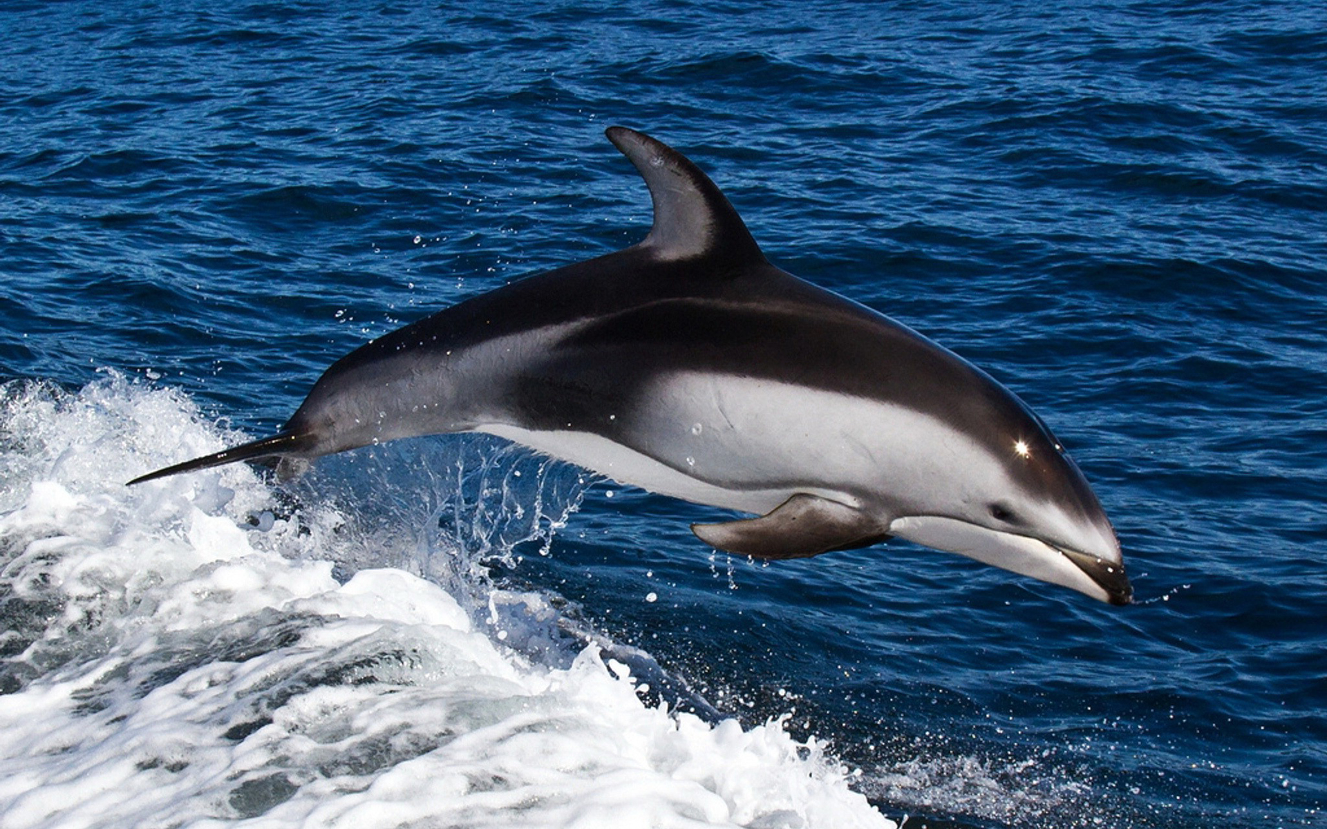 Download Animal Dolphin Image
