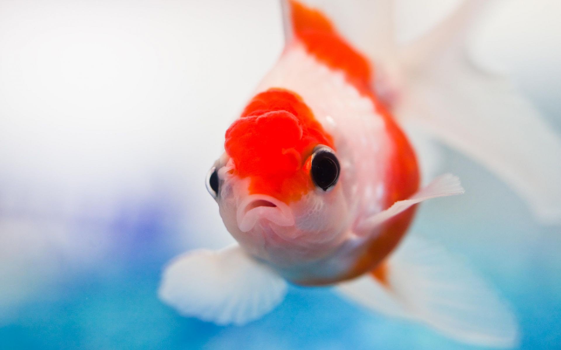 Vibrant Goldfish: A Glimpse into Underwater Beauty