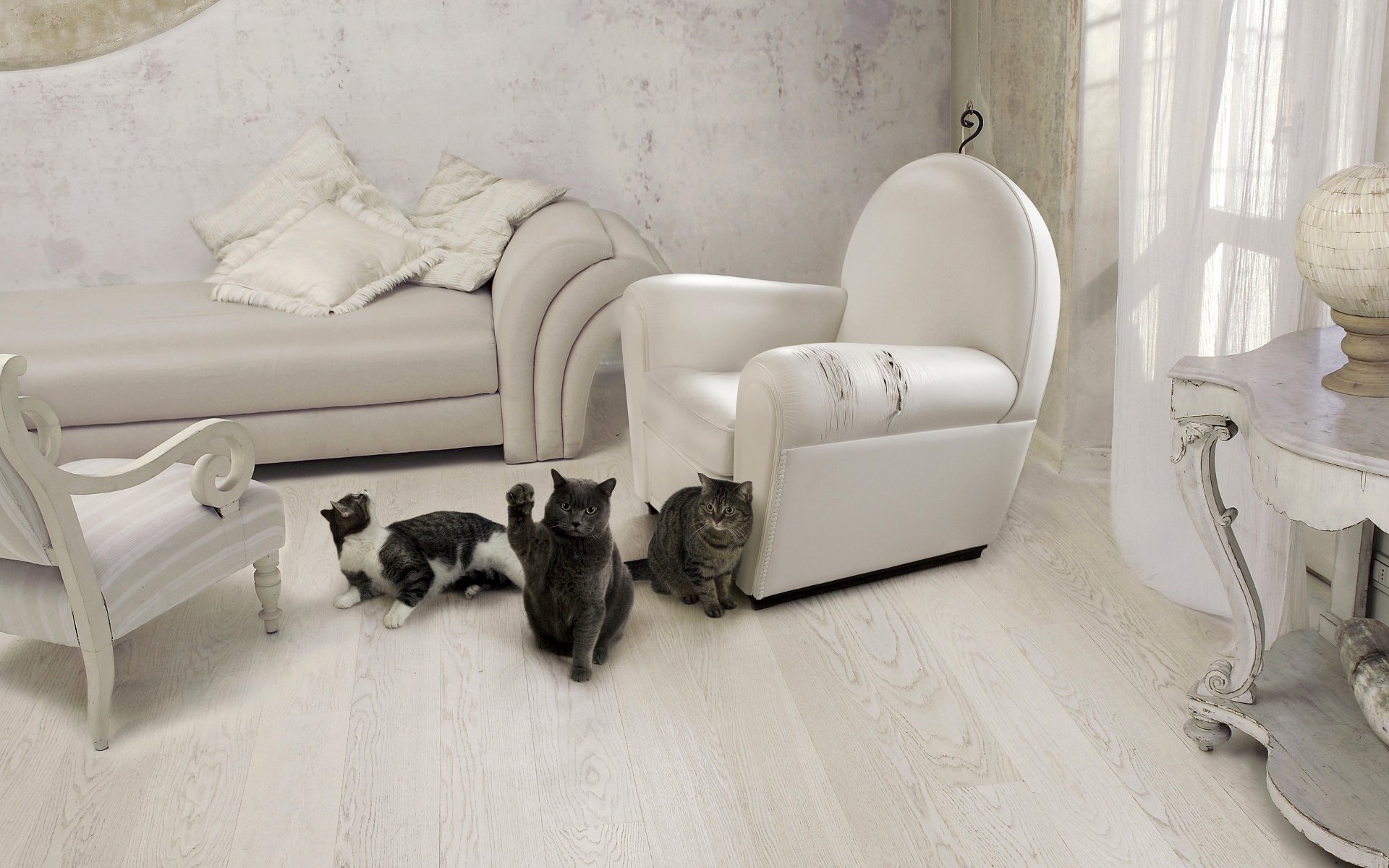 Charming Cats in a Cozy Living Space