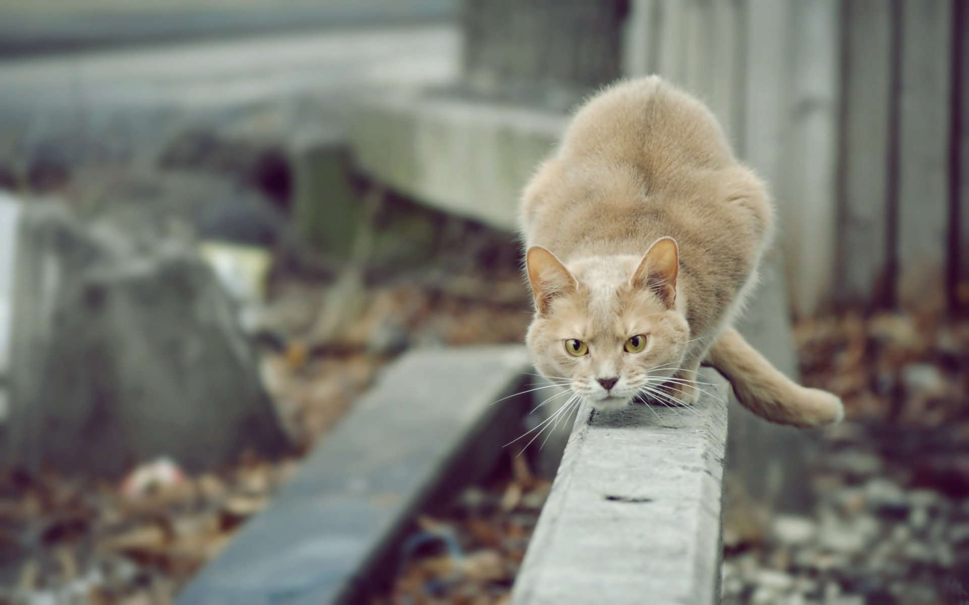 Download Animal Cat Image