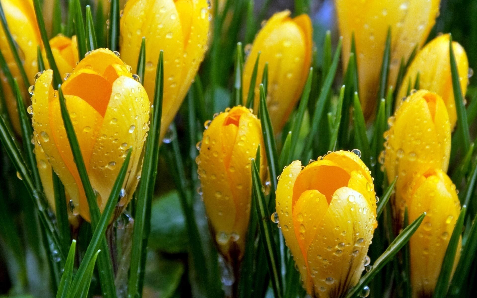 Vibrant Yellow Crocuses in Nature