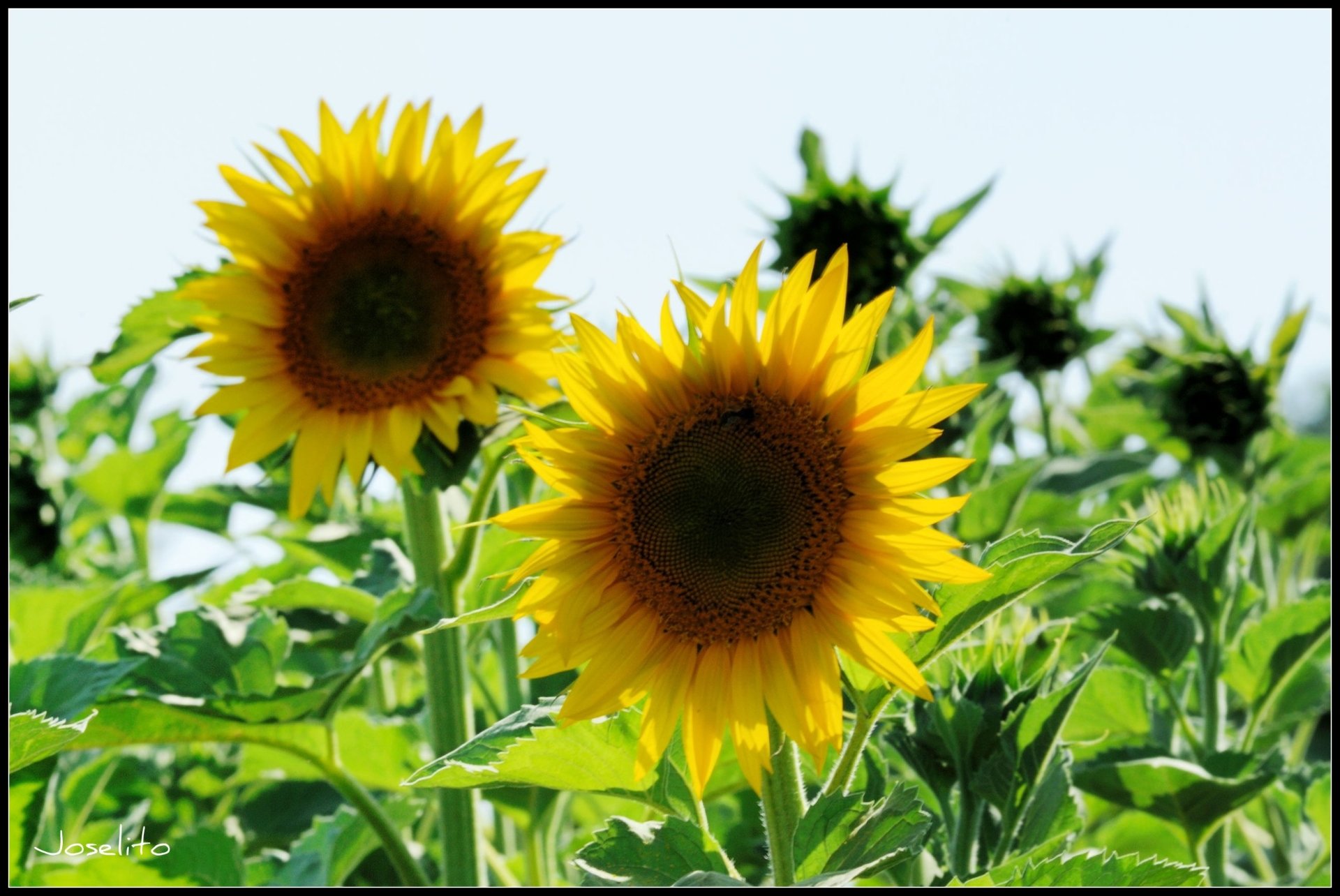 Bright Sunflowers in Nature's Embrace