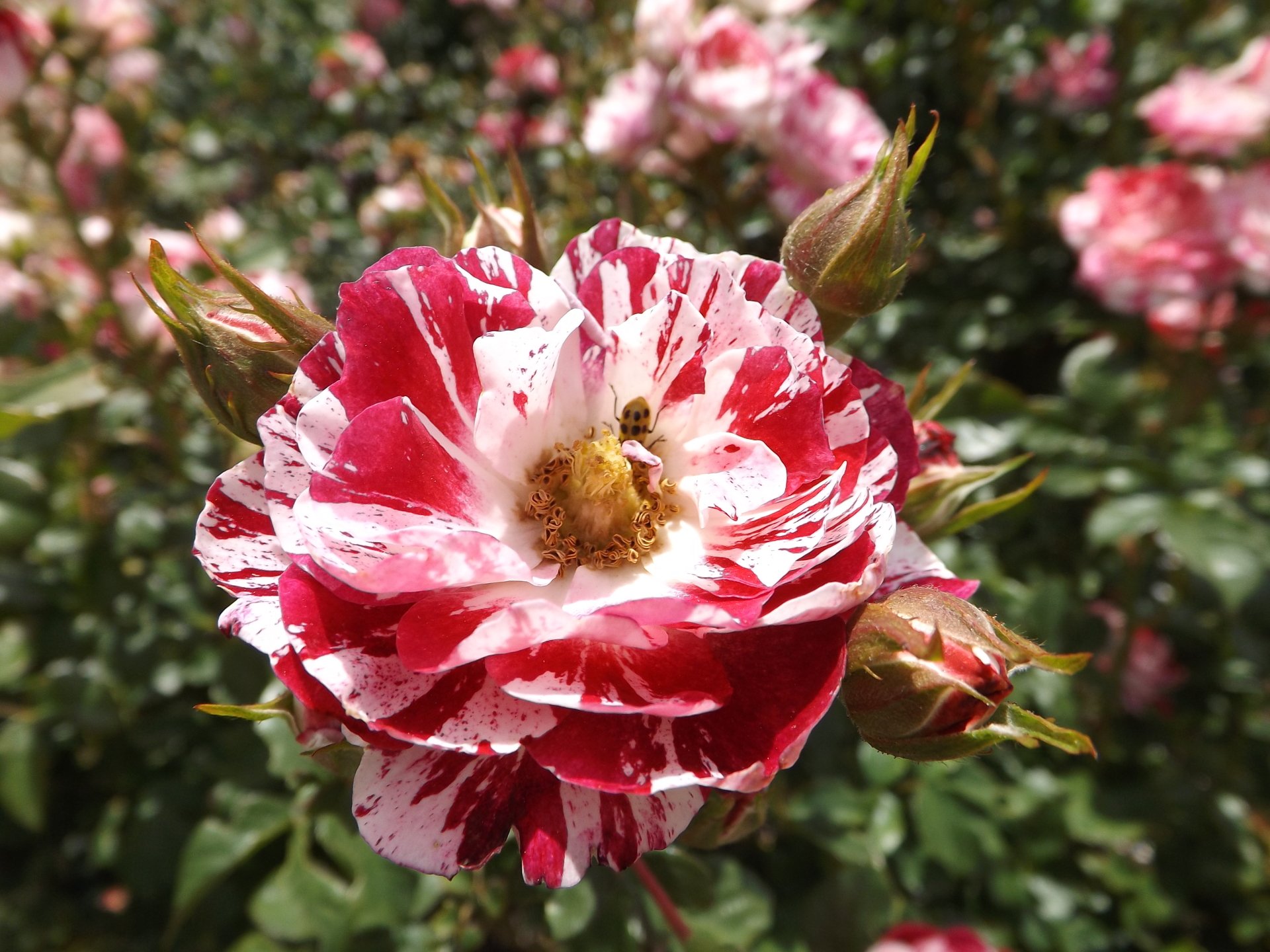 Rose with Ladybug by suprspecialawsm