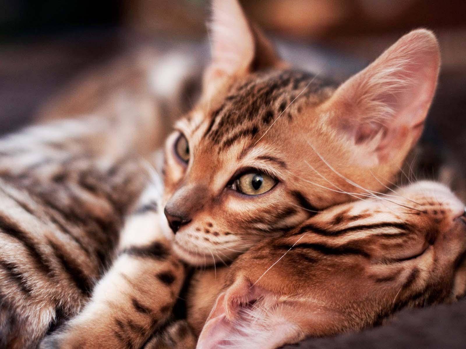 Download Bengal Kitten Animal Cat Image
