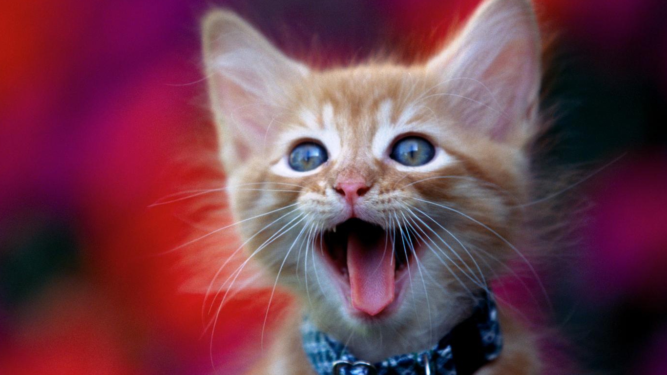 Happy Cat - Image Abyss