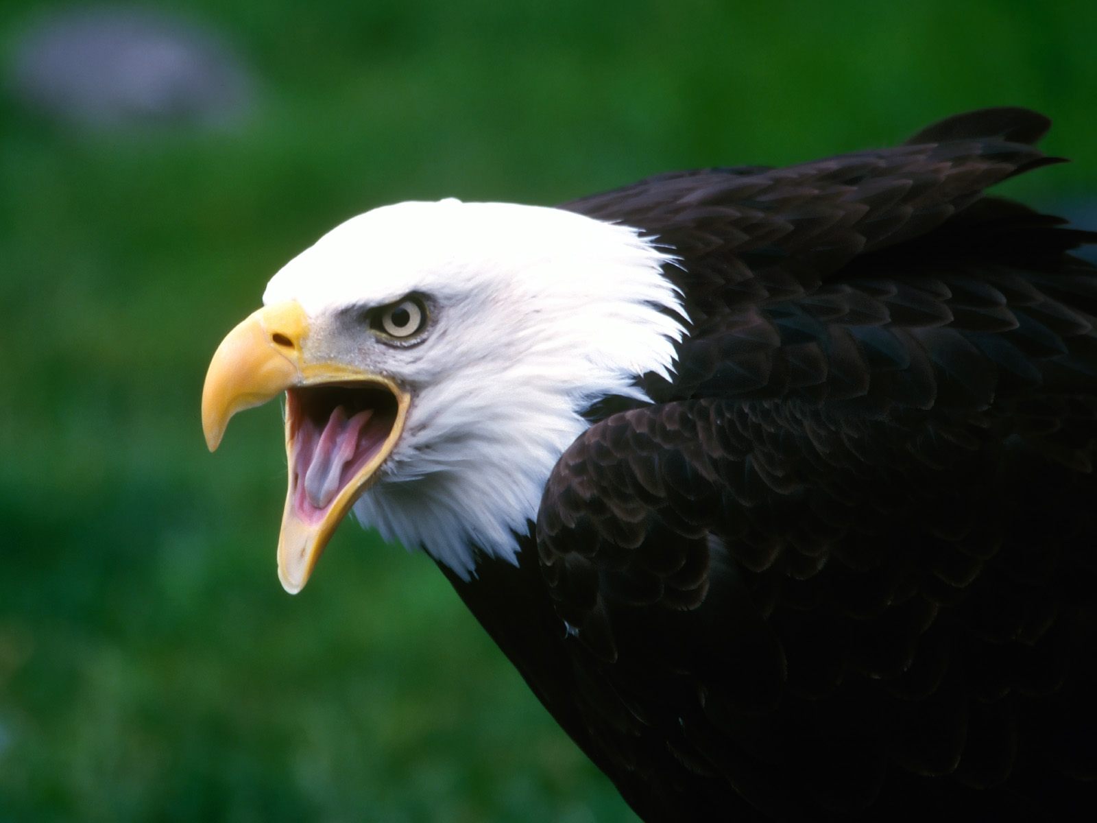Majestic Bald Eagle in Action