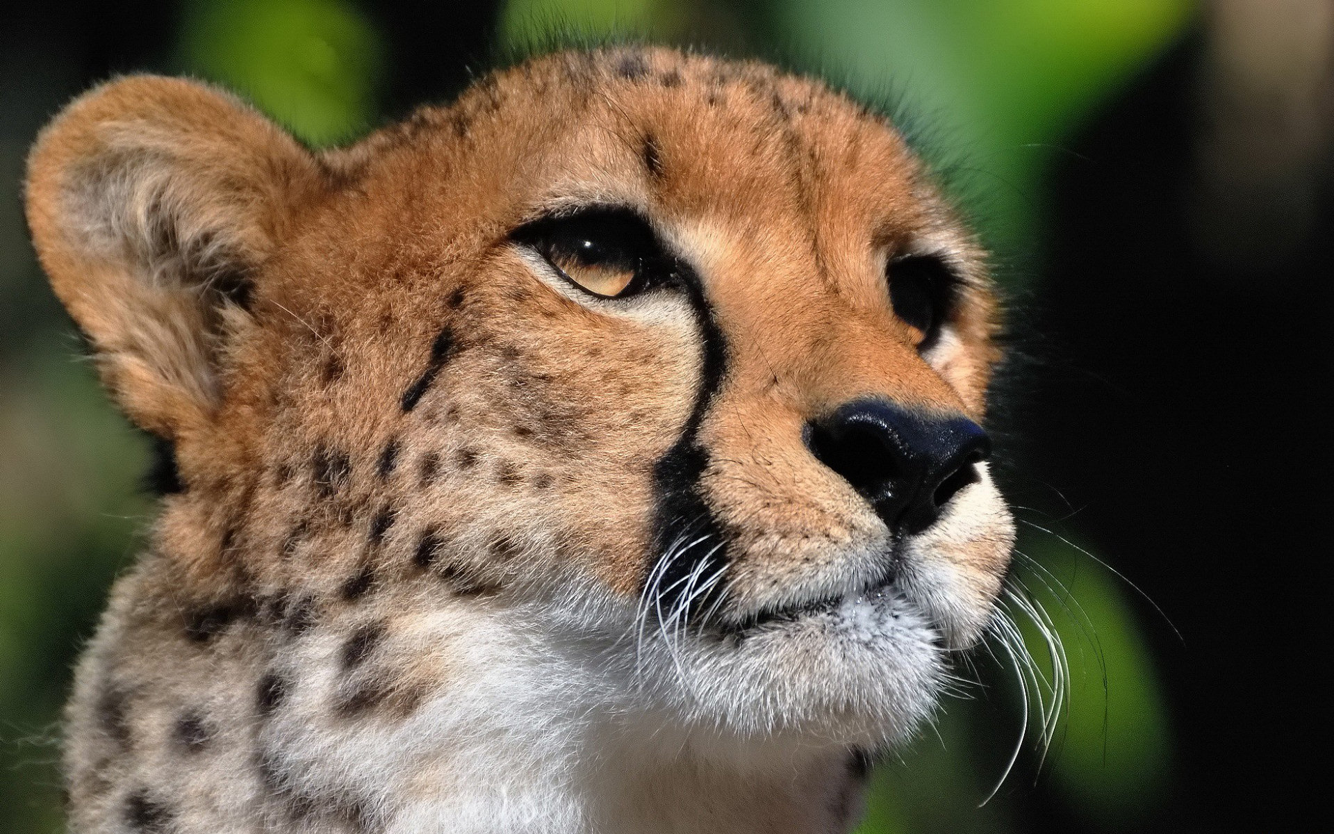 Download Animal Cheetah Image