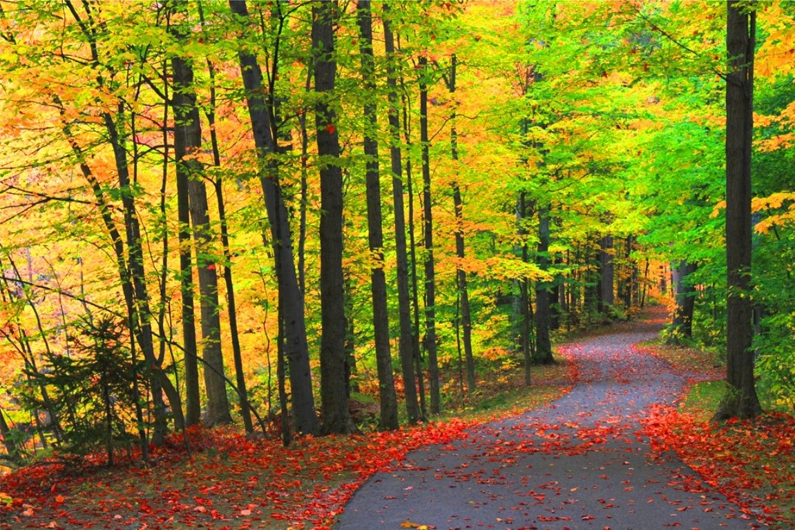 Path Image - ID: 267104 - Image Abyss