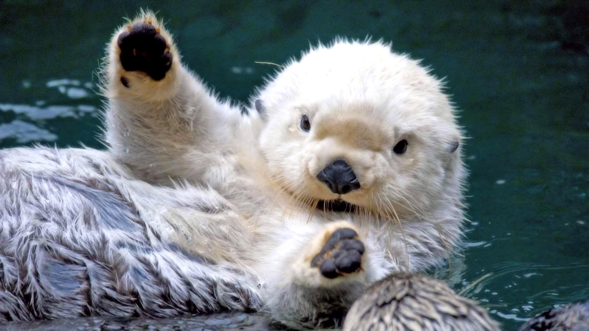 Seal - Desktop Wallpapers, Phone Wallpaper, PFP, Gifs, and More!