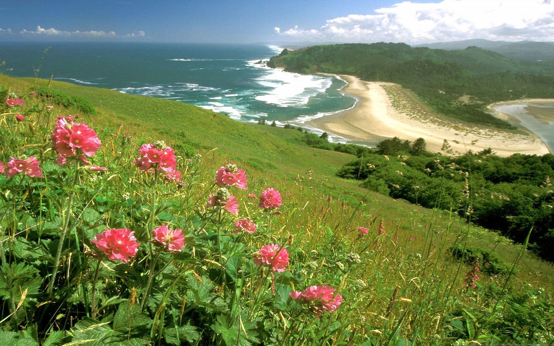 Coastal Blossoms: Nature's Vibrant Ocean and Beach Panorama