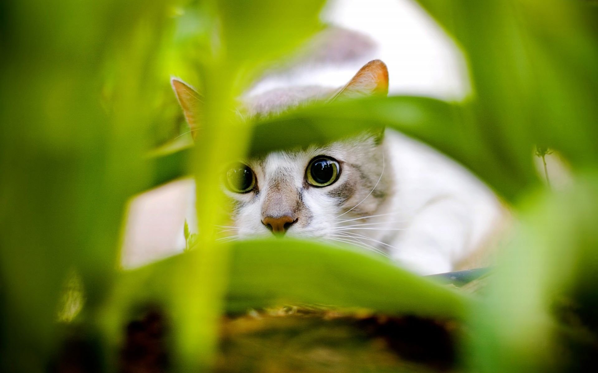 Curious Kitten Peek: A Playful Cat in Nature’s Embrace