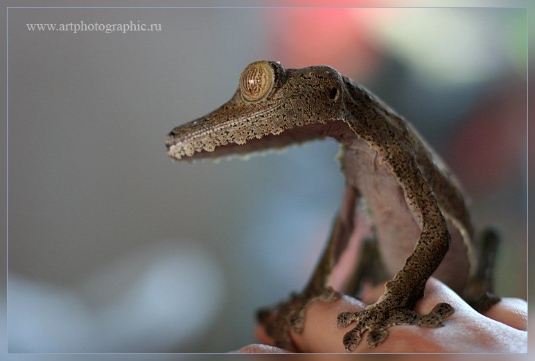 Gecko - Desktop Wallpapers, Phone Wallpaper, PFP, Gifs, and More!