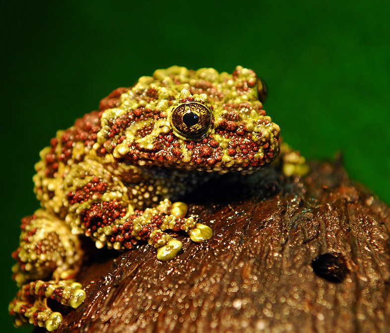 Vibrant Warty Frog Resting on Wood