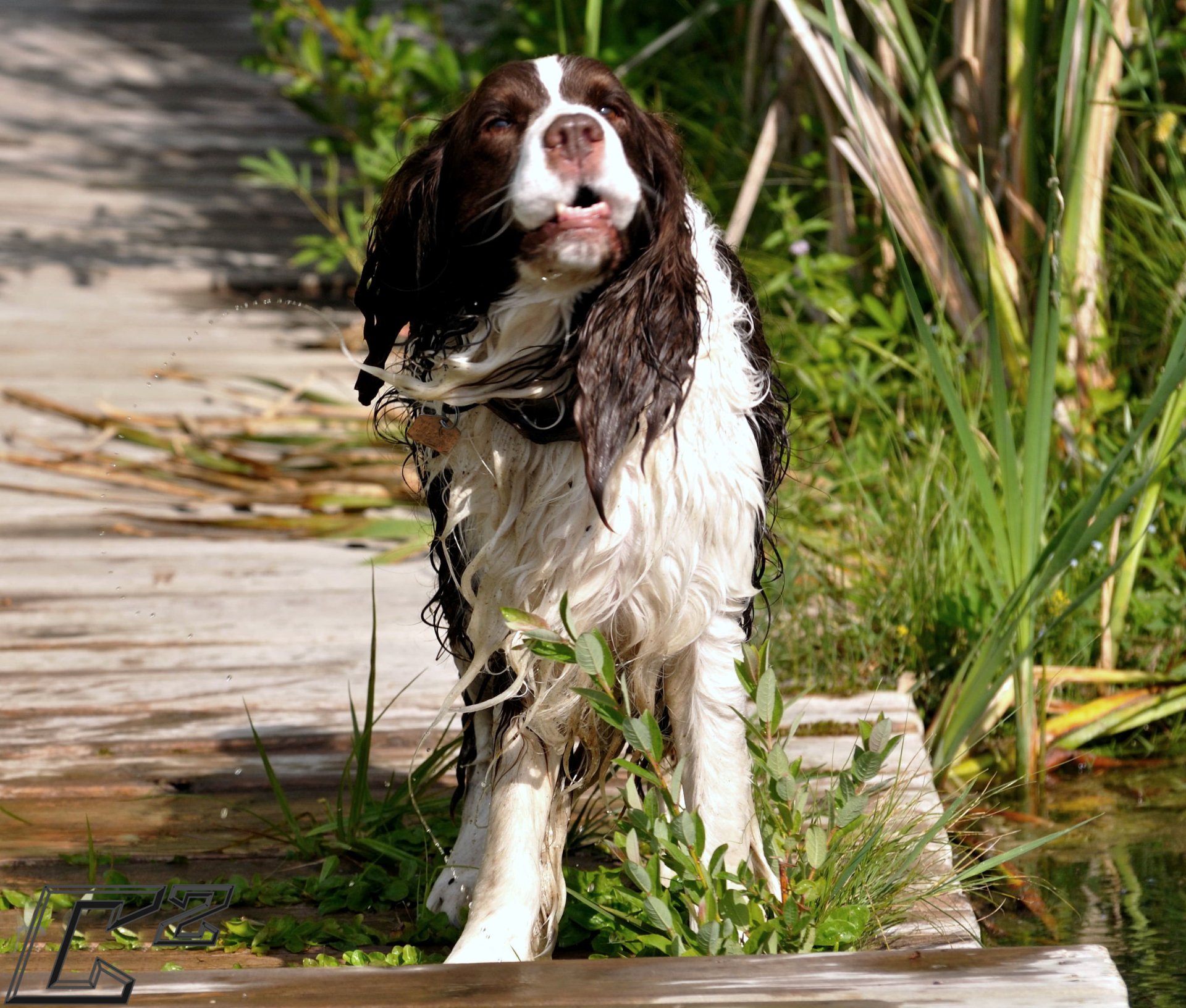 English Springer Spaniel - Desktop Wallpapers, Phone Wallpaper, PFP ...