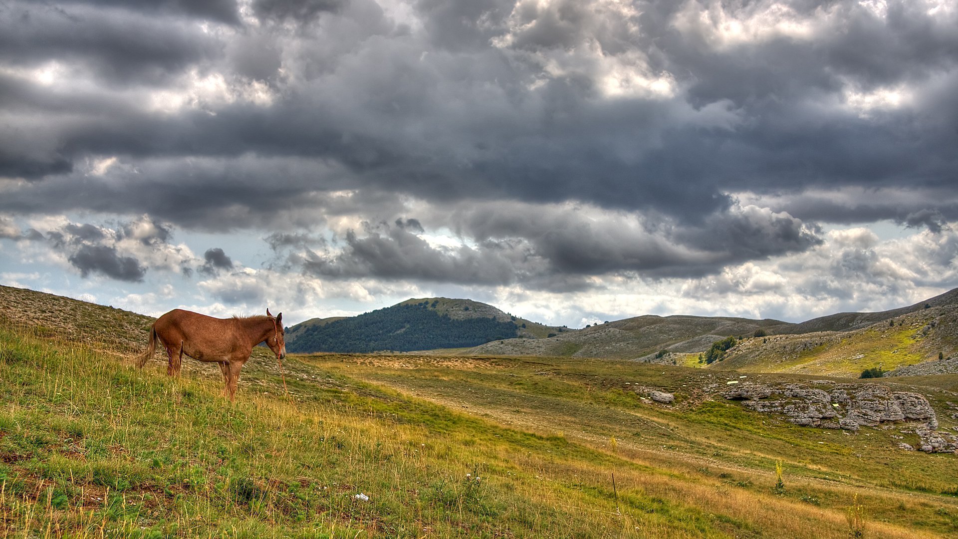 Majestic Horse in a Serene Landscape