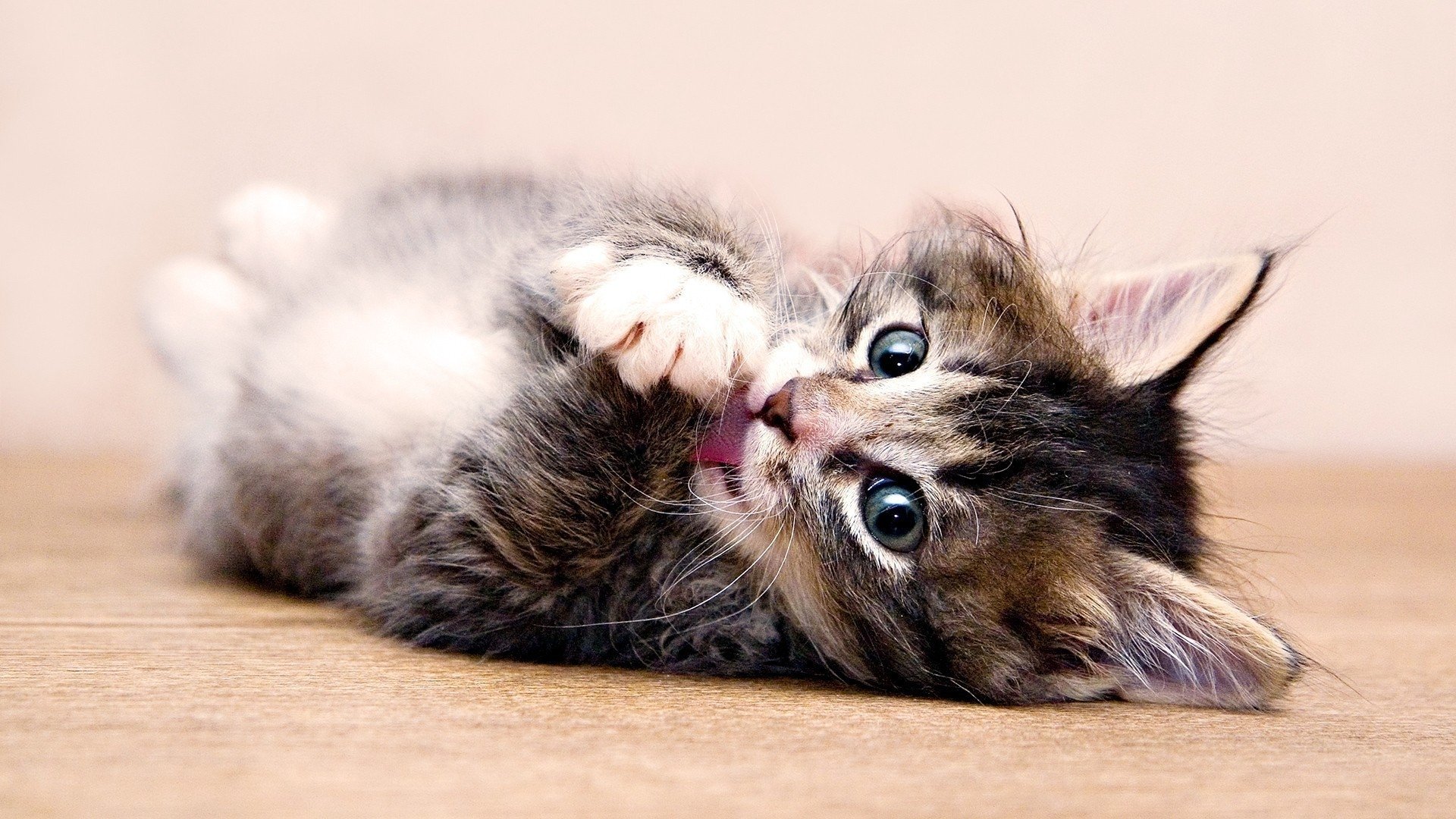 Playful Fluffy Tabby Kitten