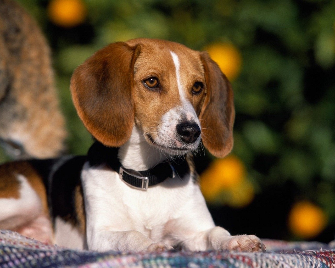 Dog Image - ID: 267678 - Image Abyss