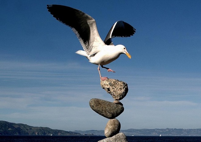 Balancing Act: A Bird on Stones