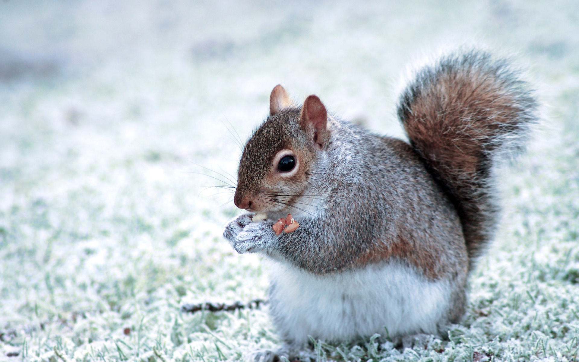 Download Animal Squirrel Image
