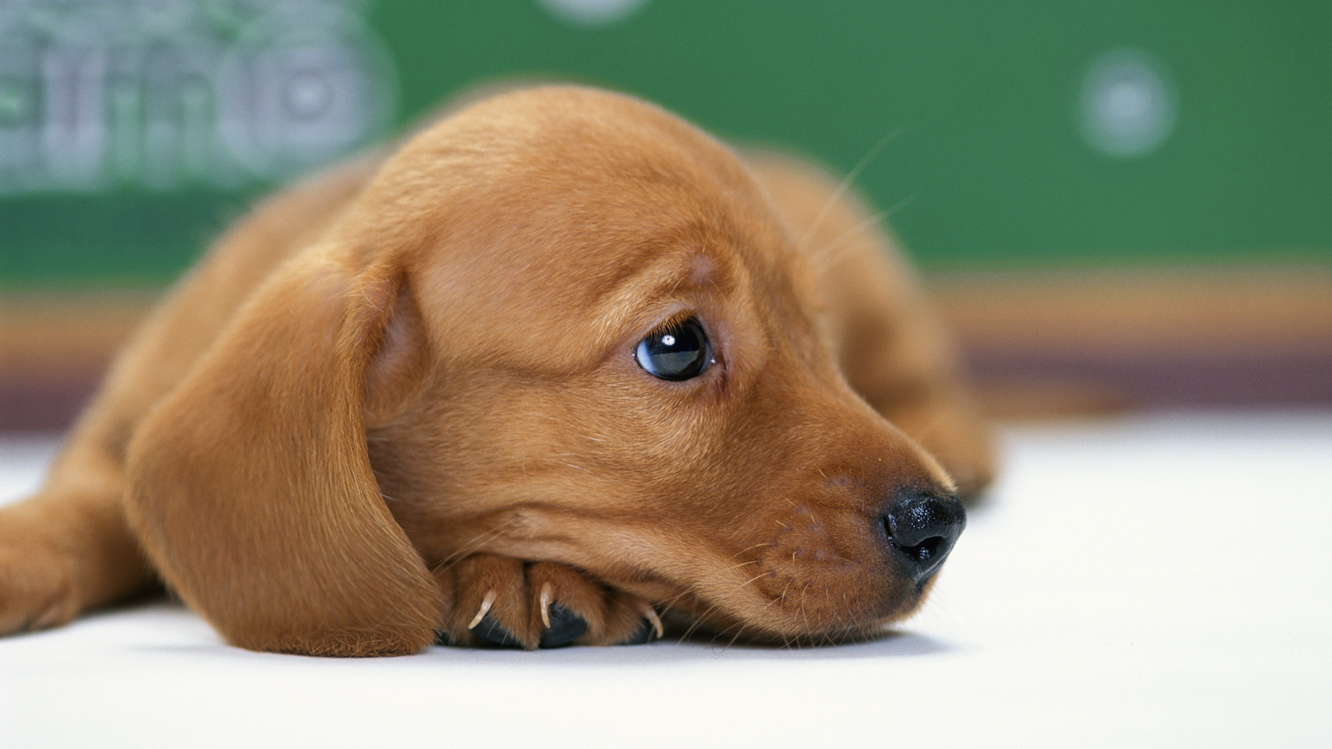 Curious Puppy Wonder: A Charming Canine Moment