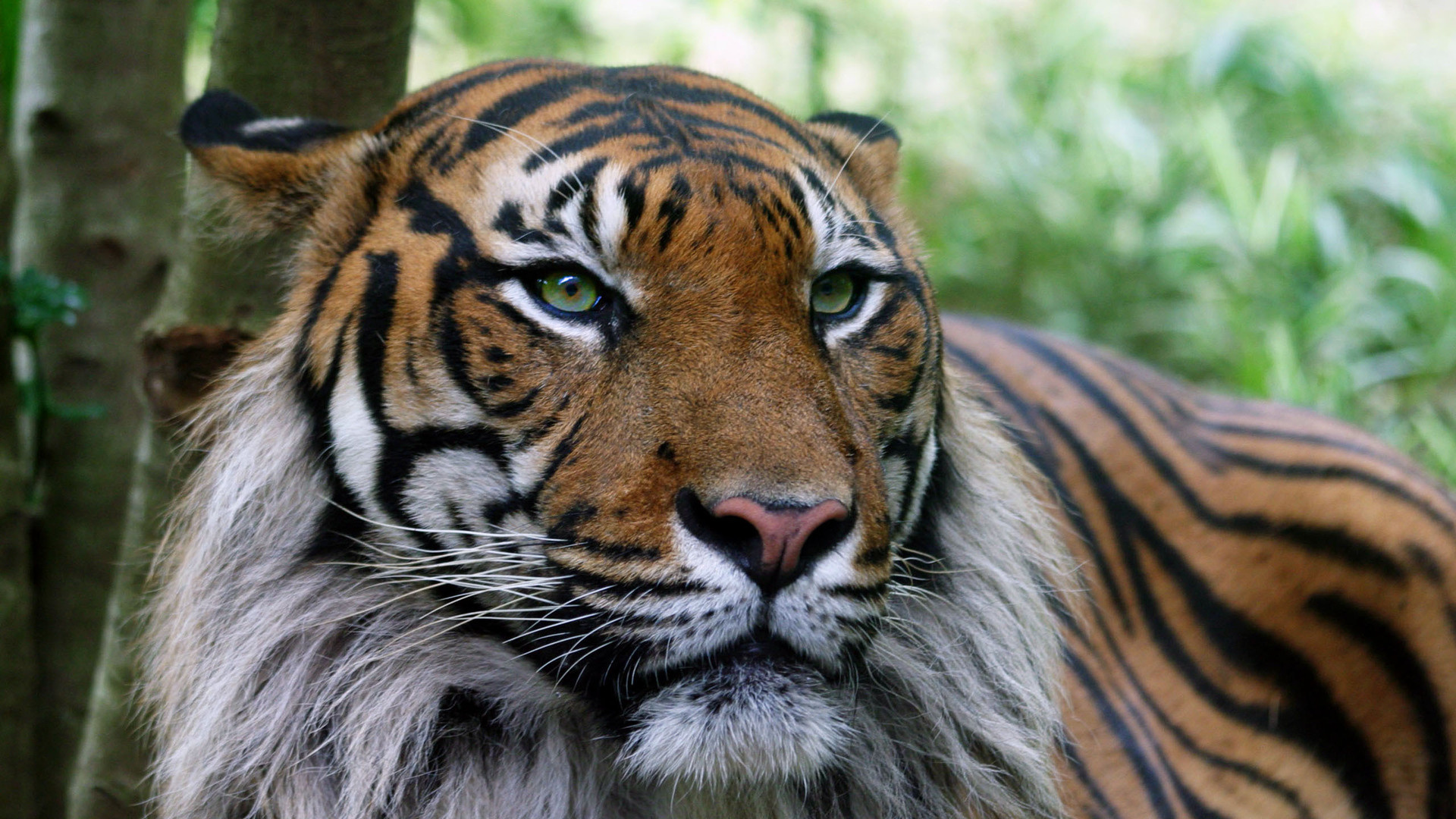 Majestic Tiger: A Glimpse of Nature's Apex Predator