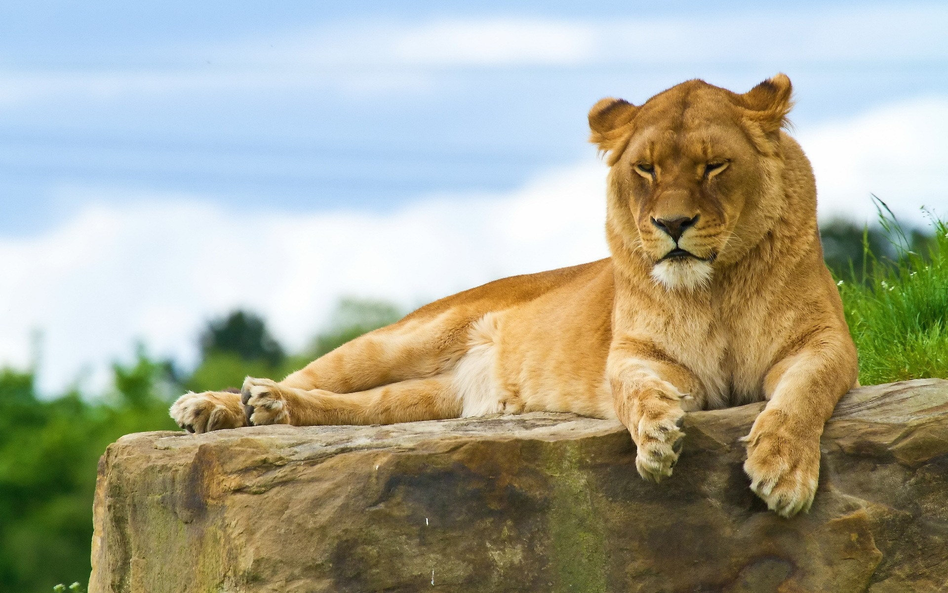 Majestic Lion Relaxing in Nature