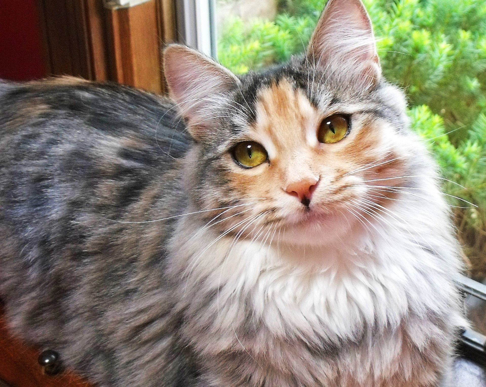 Siberian Calico by celticdragon